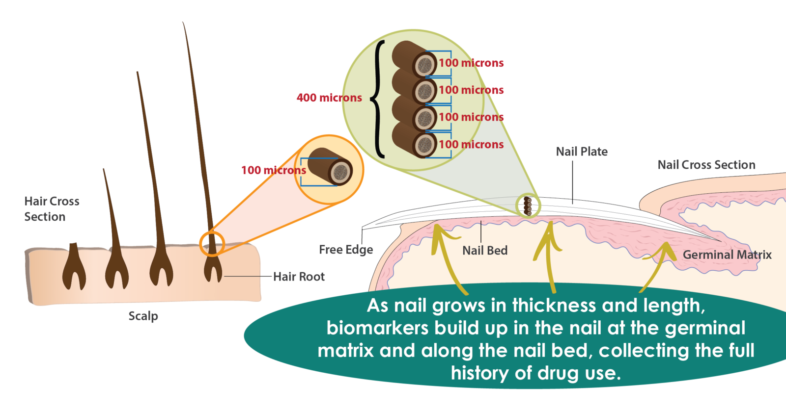 What to Know About Fingernail Drug Testing - USDTL
